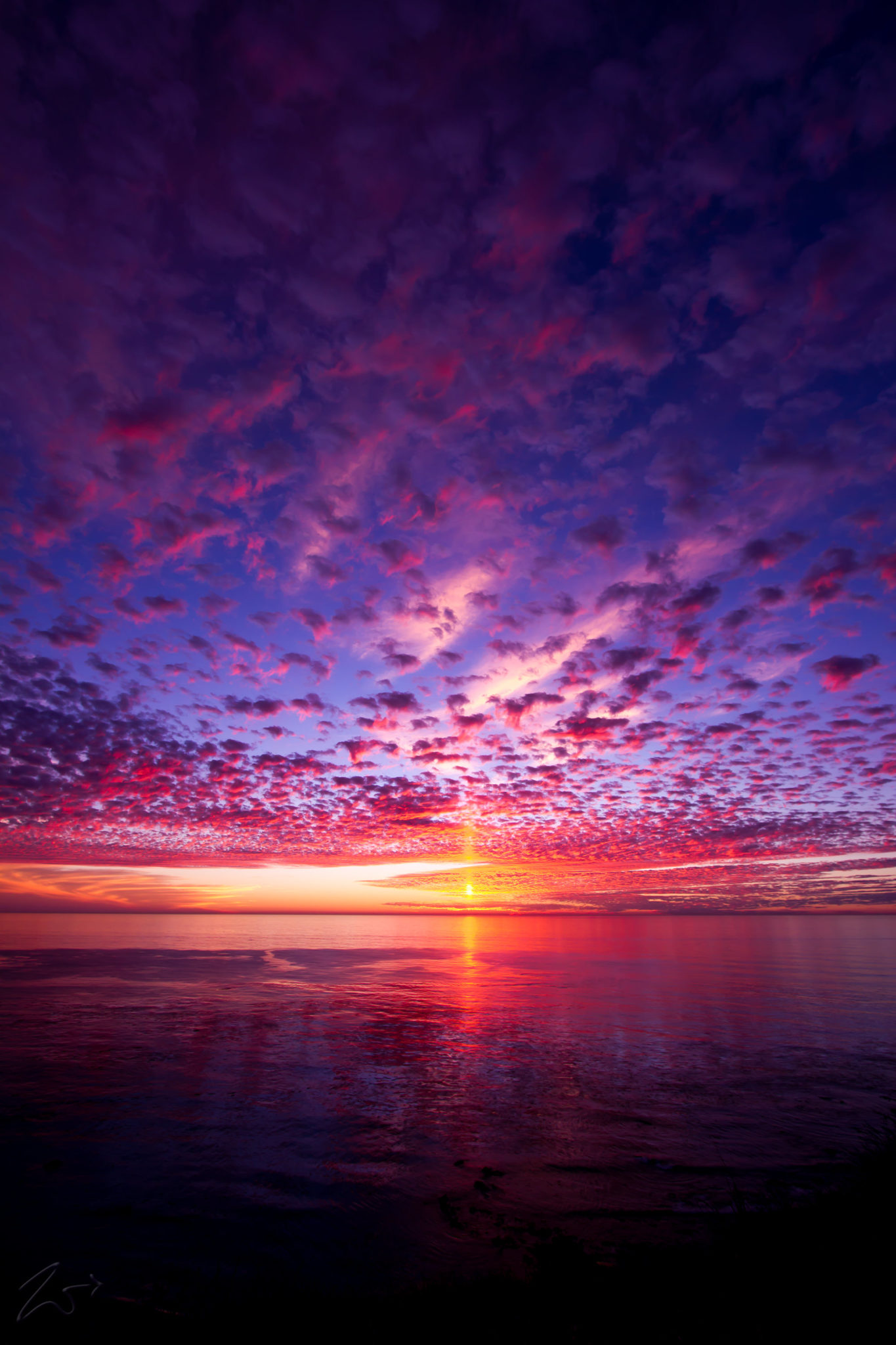 Pacific Sun Sprite | Zedekiah Gallery® | Fine Art